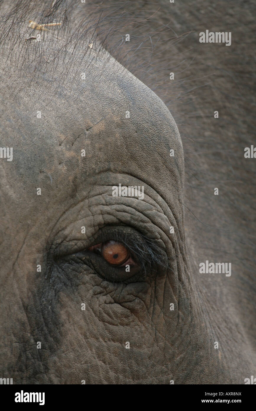 Close up of an indian elephants eye Stock Photo - Alamy