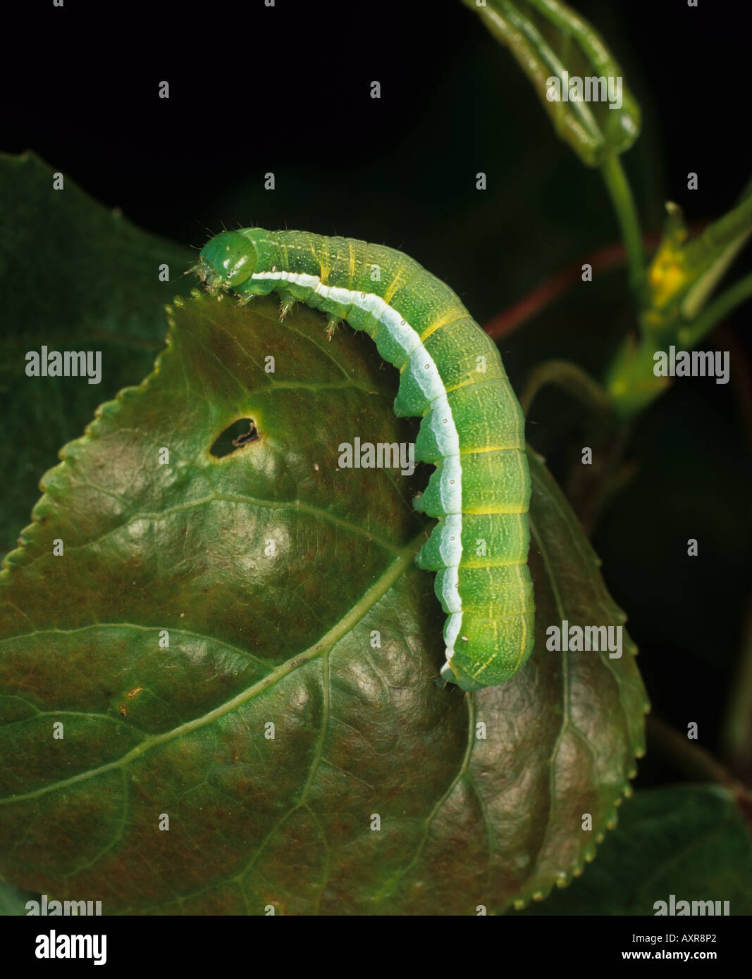 Hebrew character moth Orthosia gothica caterpillar on a leaf Stock ...