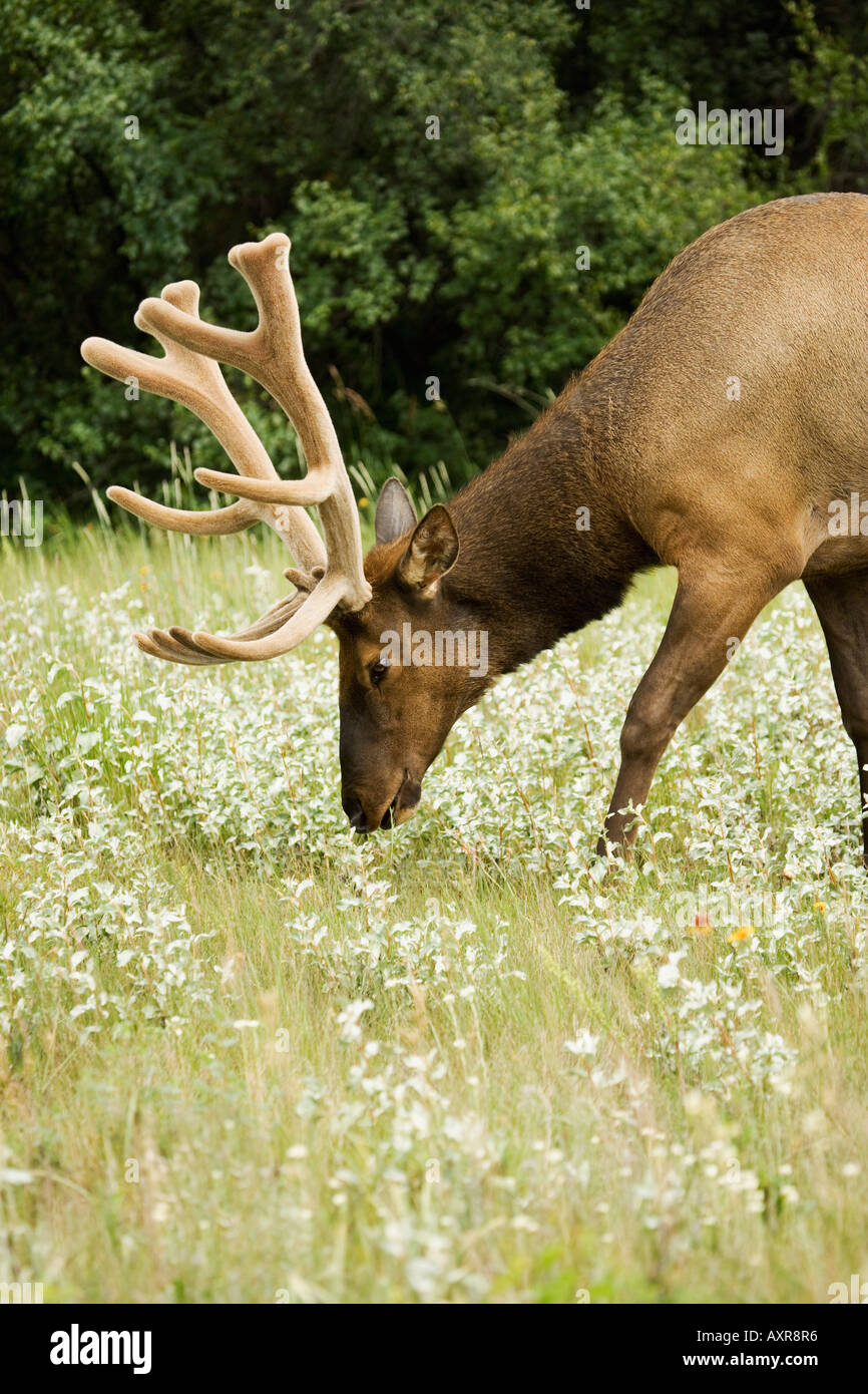 Kelly field landscape hi-res stock photography and images - Alamy