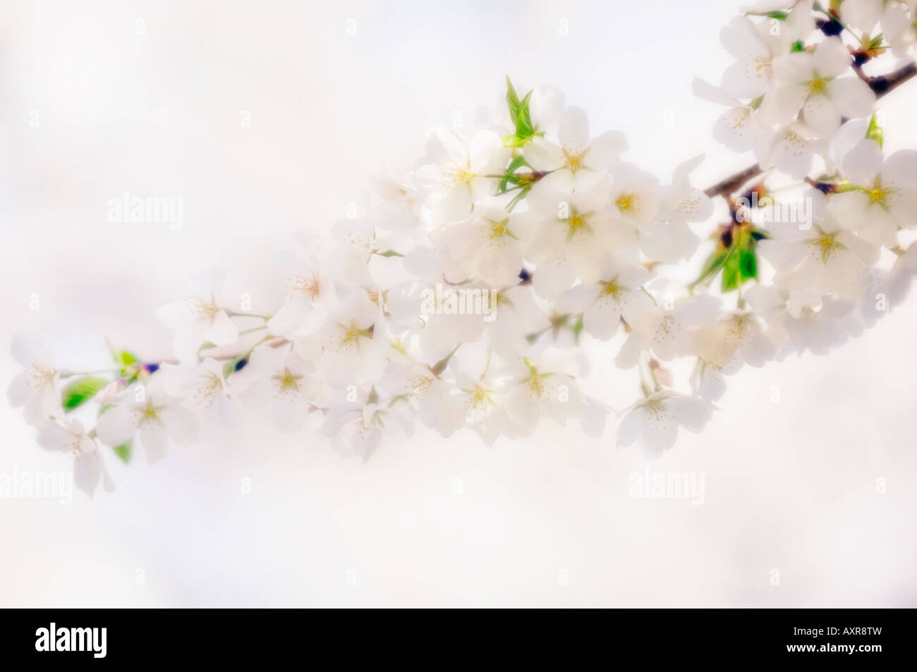 Spring Cherry Blossom Stock Photo - Alamy
