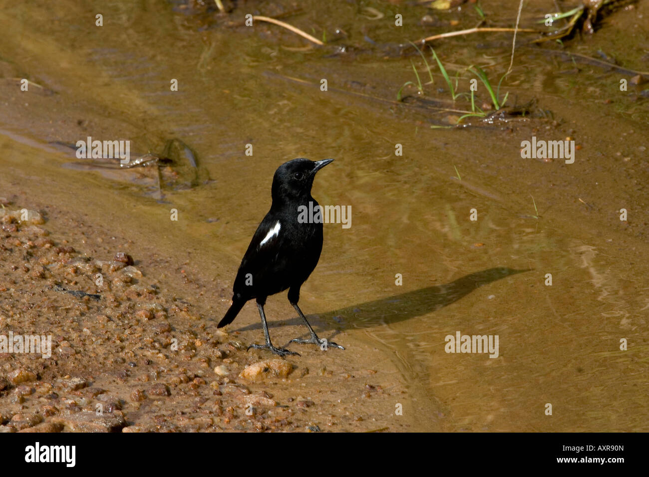 SOOTY CHAT Myrmecocichla nigra Stock Photo - Alamy