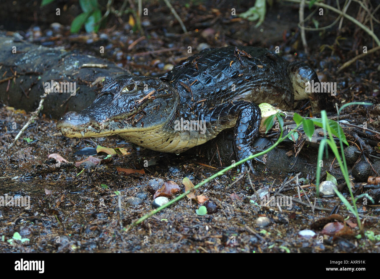 Caimano hi-res stock photography and images - Alamy