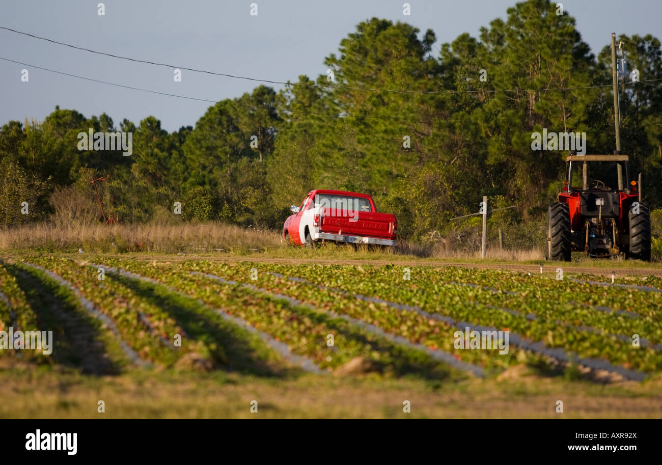 Rows of strawberries growing in a field Stock Photo - Alamy