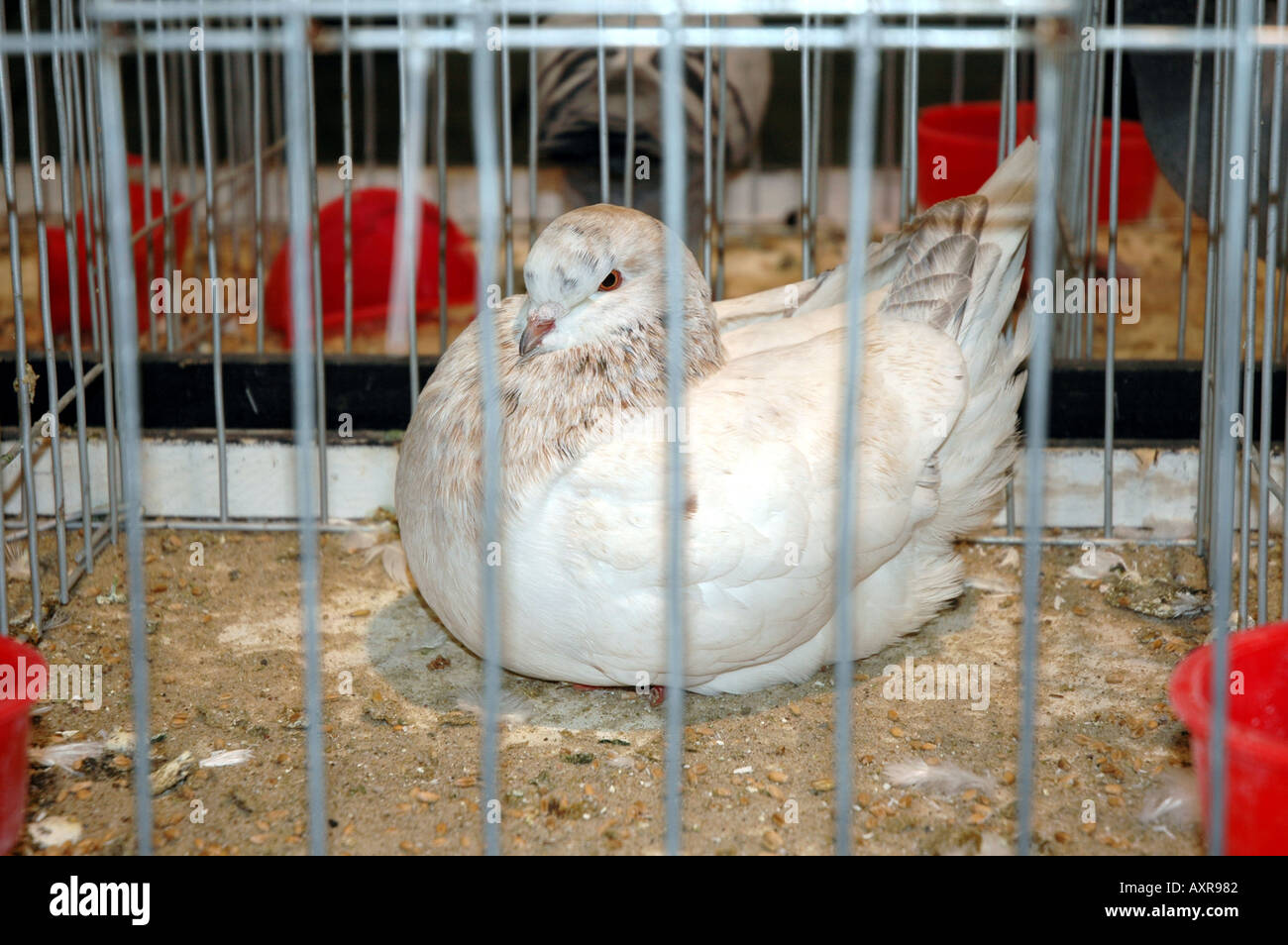 English Modena pigeon on Pigeon Show Stock Photo - Alamy