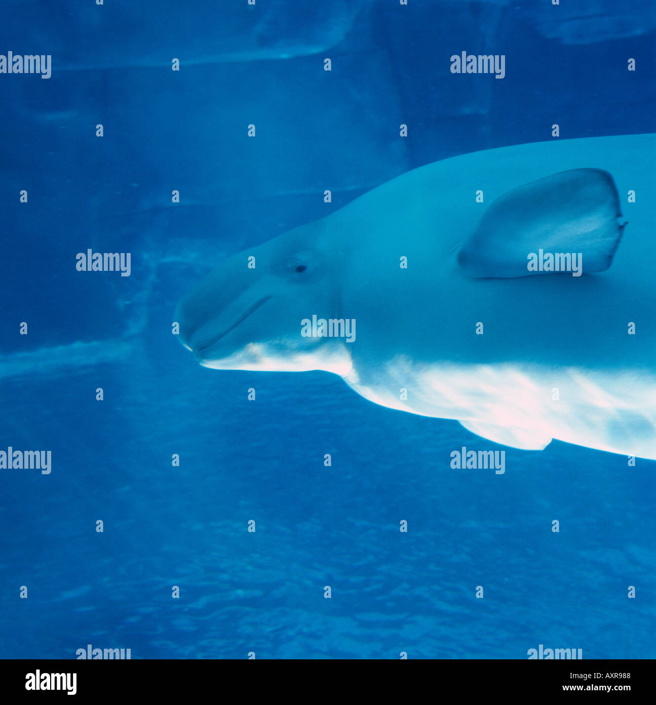 Beluga Whale (Delphinapterus leucas), Vancouver Aquarium, Stanley Park ...