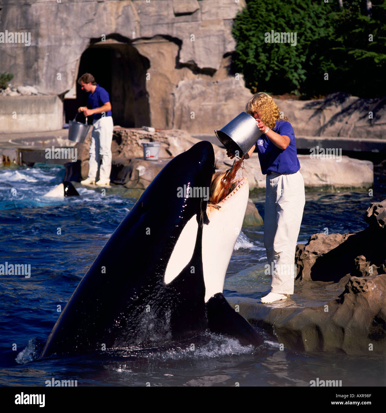 Trainers feeding Killer Whales (Orcinus orca) performing at Vancouver ...