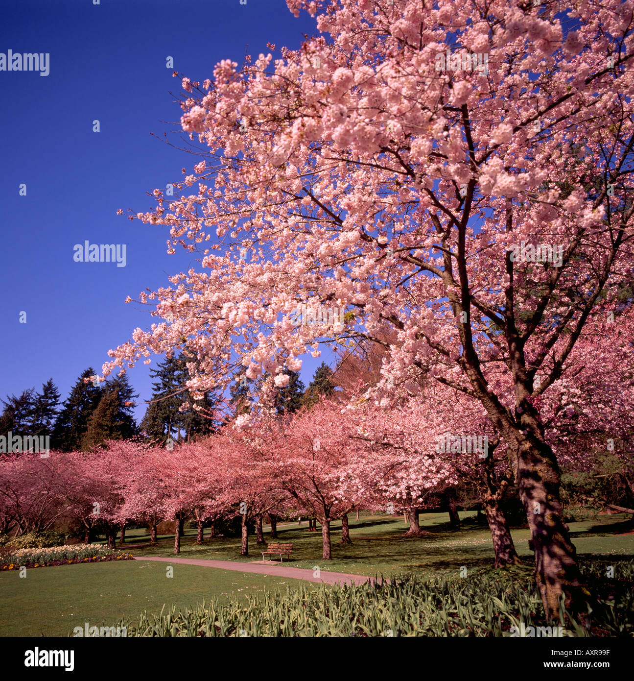 Japanese Cherry Trees in Bloom in Spring in Stanley Park in Vancouver ...