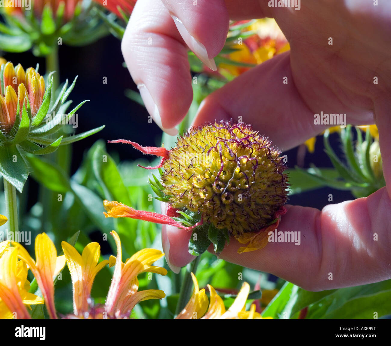 DEAD HEADING A GAILLARDIA FANFARE GAILARDIA XGRANDIFLORA, A HARDY ...