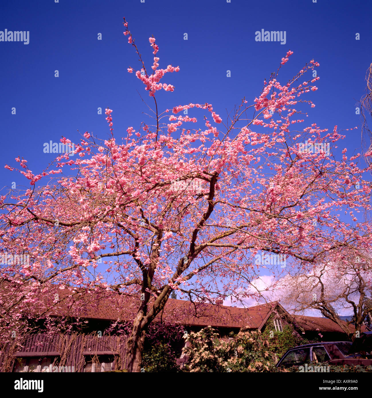 Japanese Cherry Trees blooming in Spring in Stanley Park Vancouver ...
