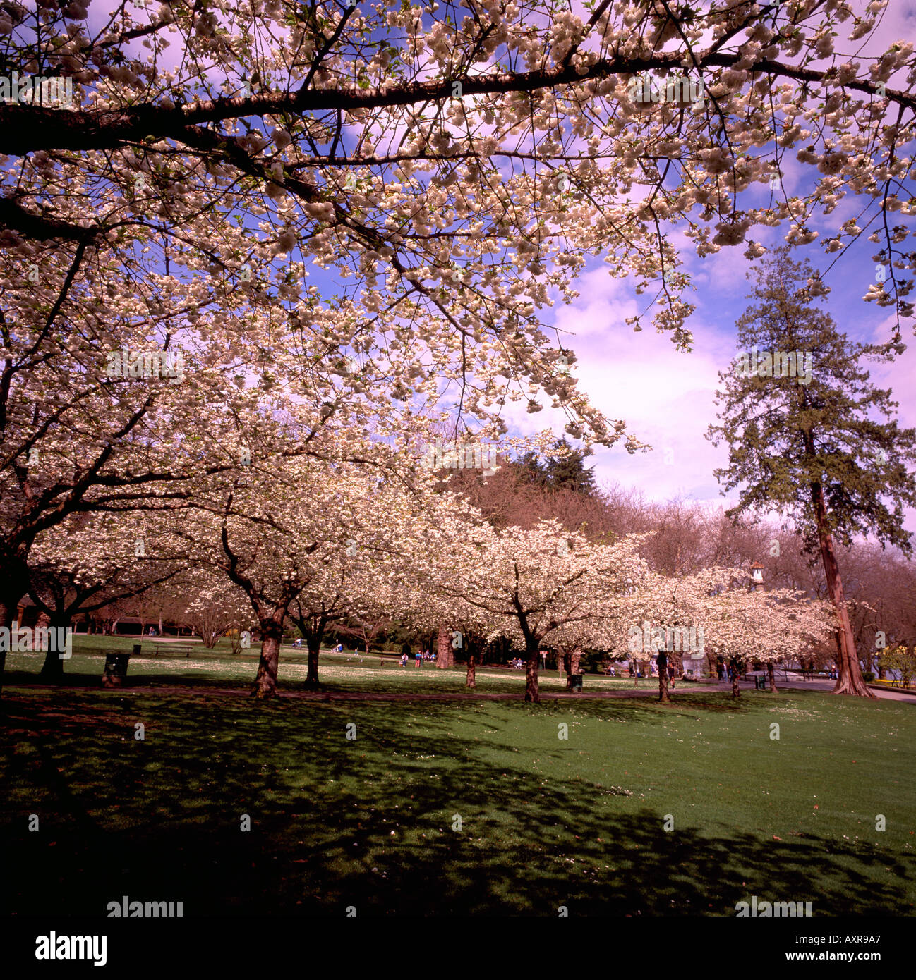 White Cherry Trees in Bloom in Spring in Stanley Park Vancouver British ...