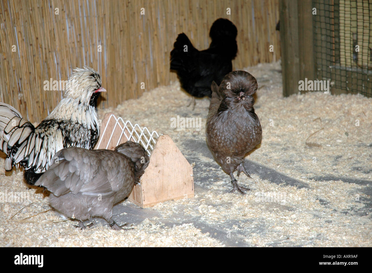 Silver polish chickens hi-res stock photography and images - Alamy
