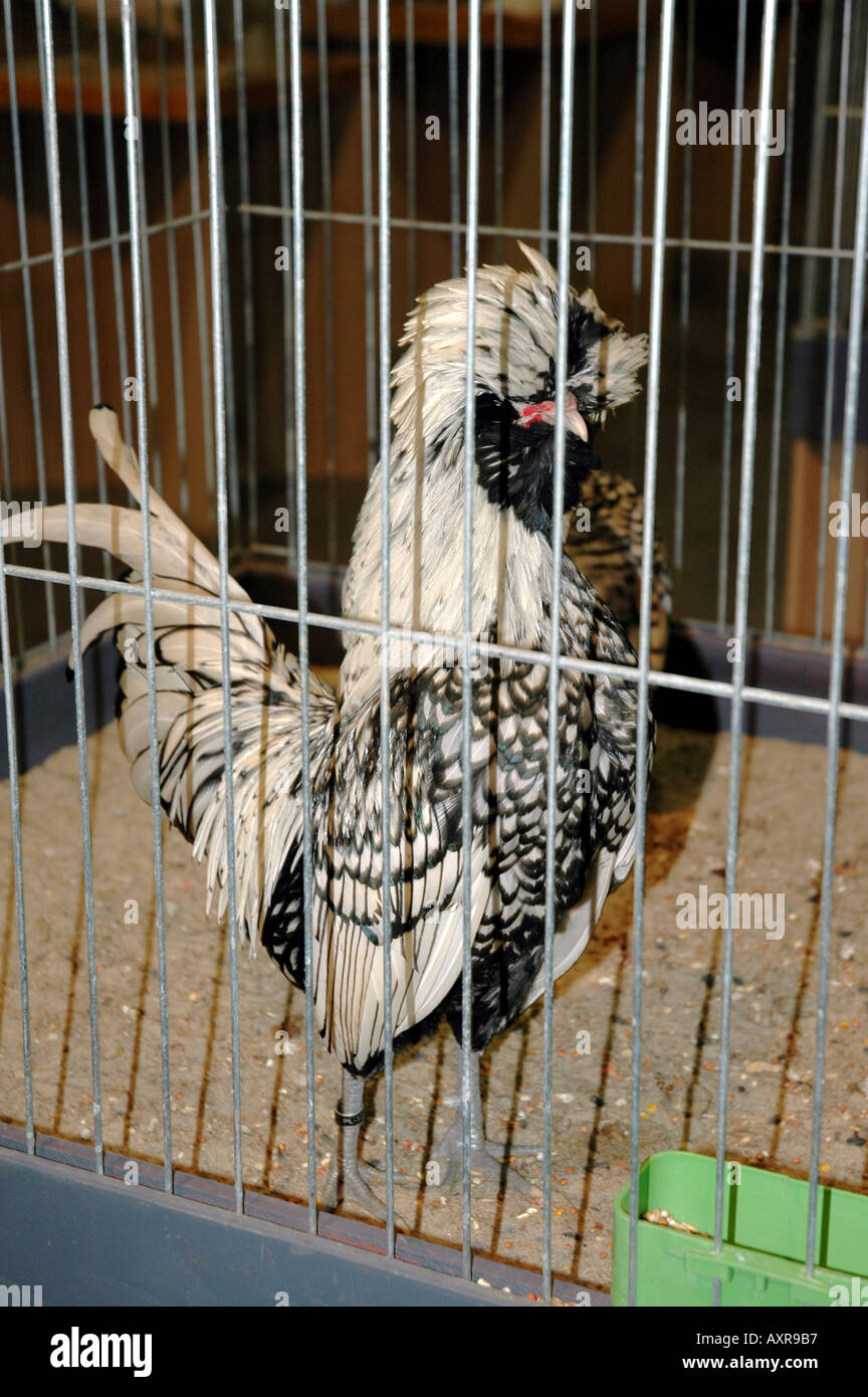 Silver polish hi-res stock photography and images - Alamy