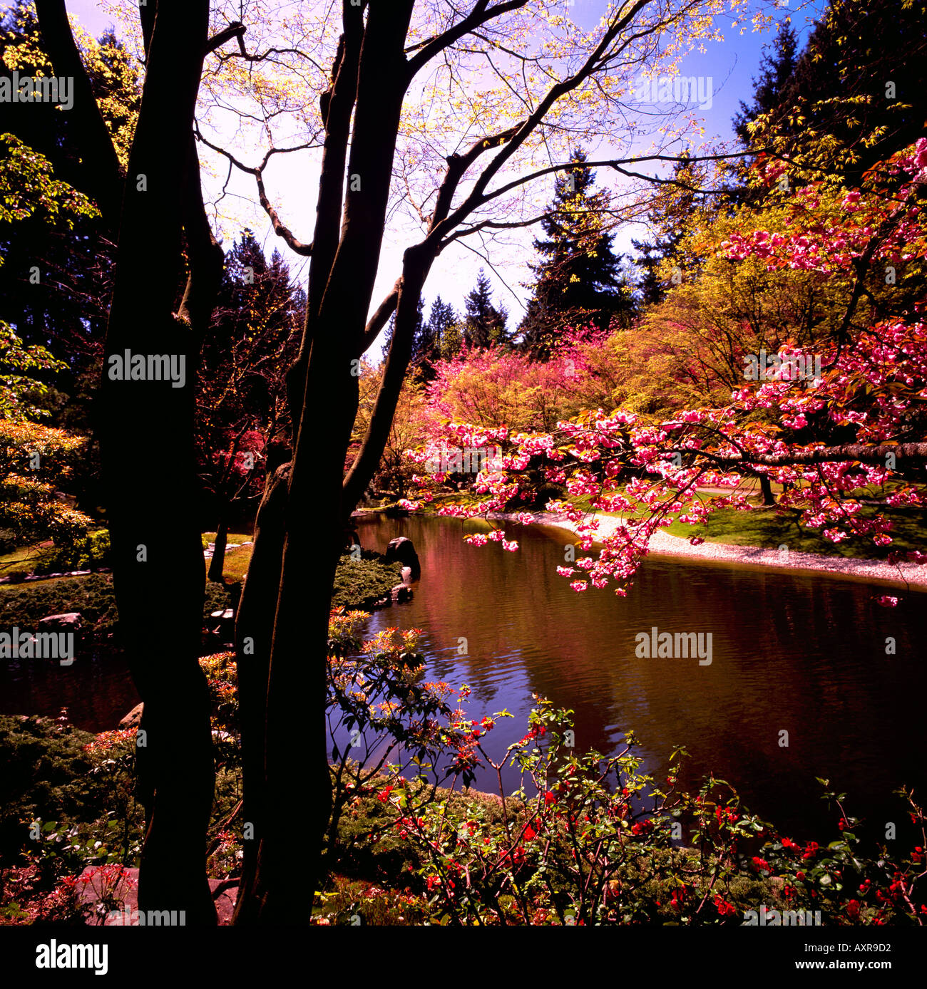Japanese Cherry Trees in Bloom in Spring in a Residential Area in the ...
