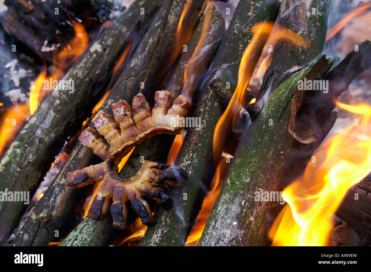 Bacon bake burn flame fire barbecue bbq wood burnt strip six Stock ...