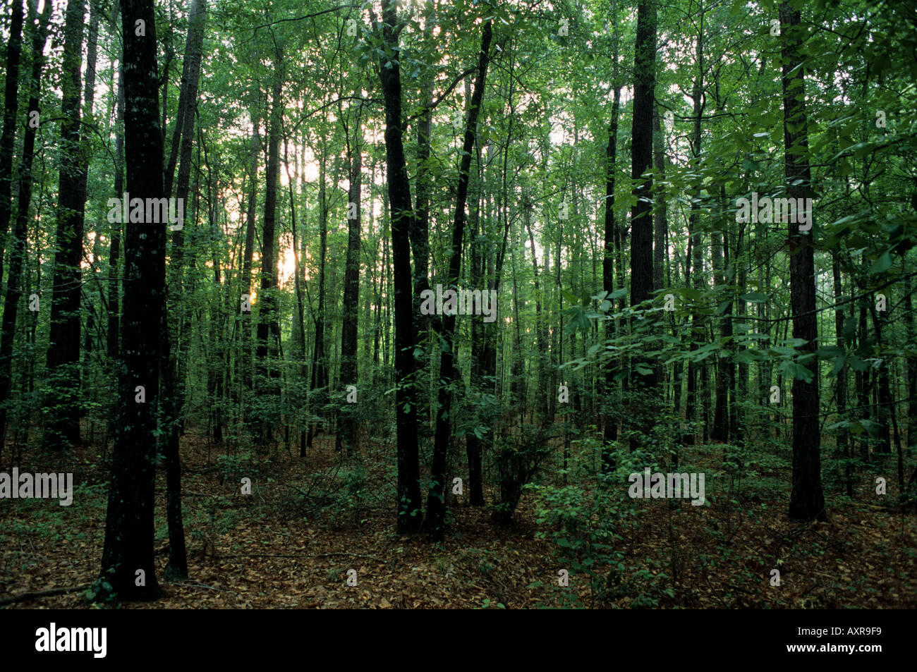 Old growth forest in Congaree Swamp National Monument South Carolina ...