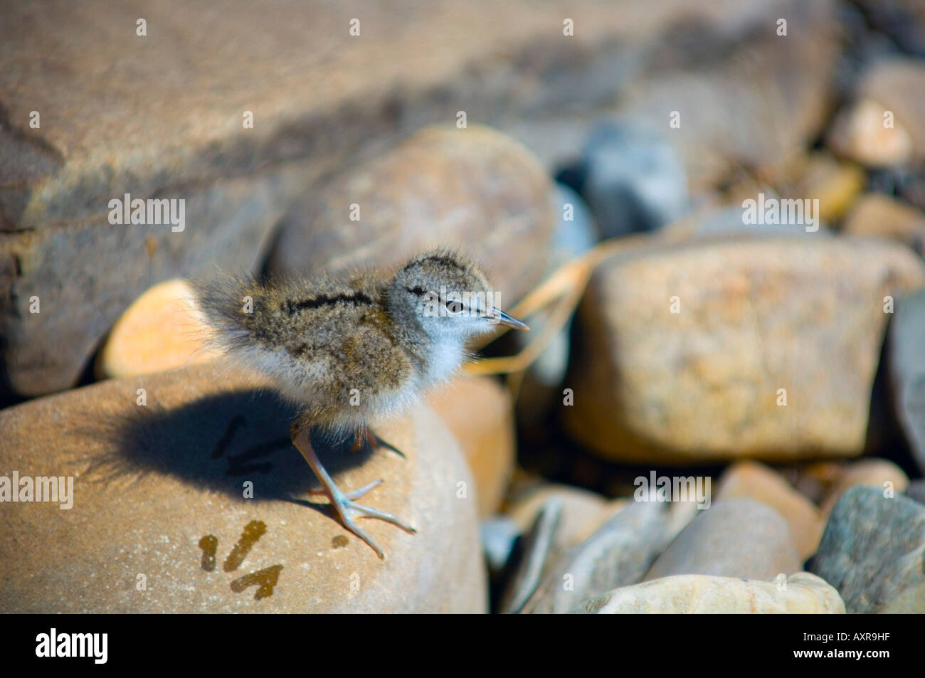 Baby killdeer hi-res stock photography and images - Alamy