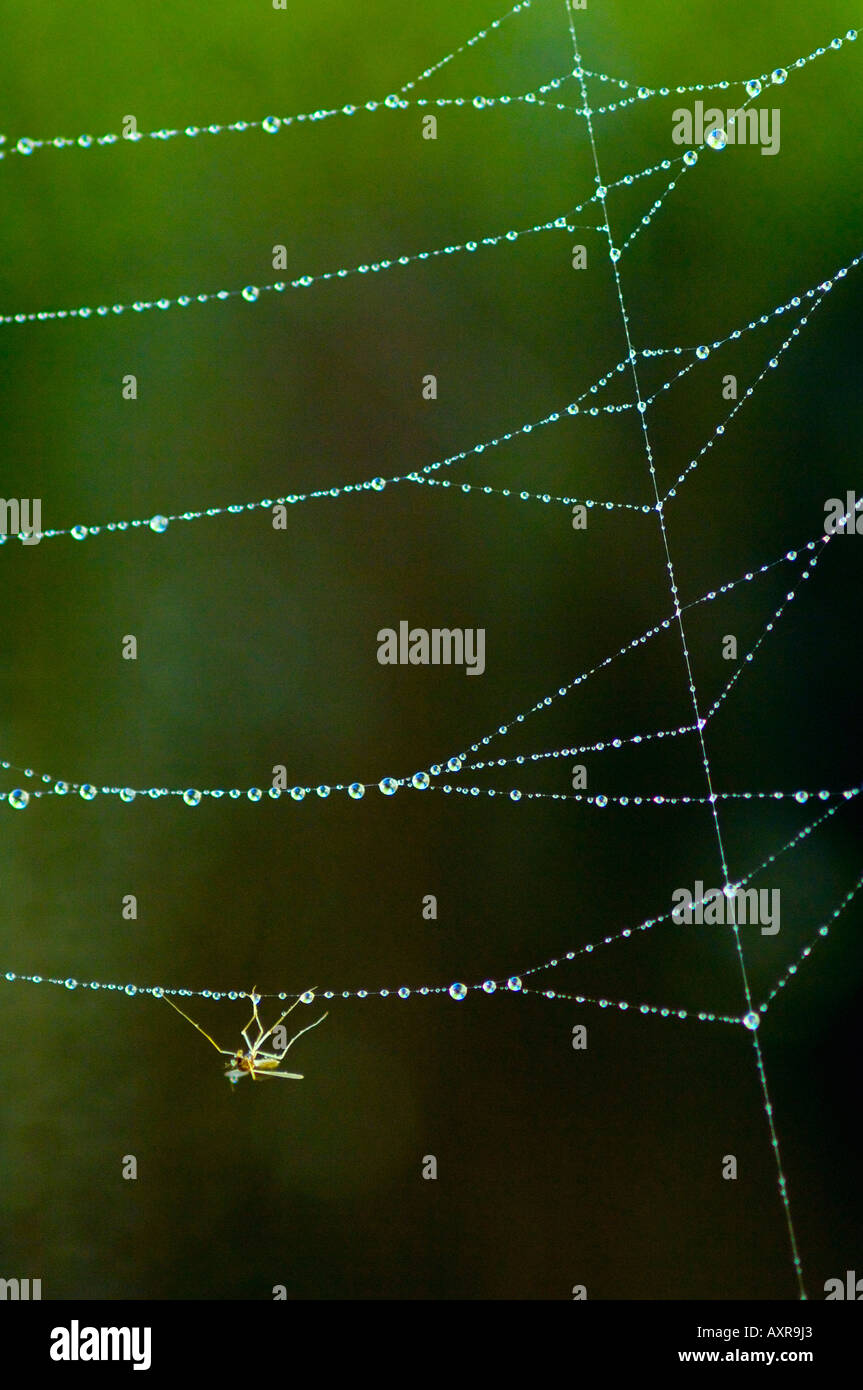 Insect in dewy spider web Stock Photo - Alamy