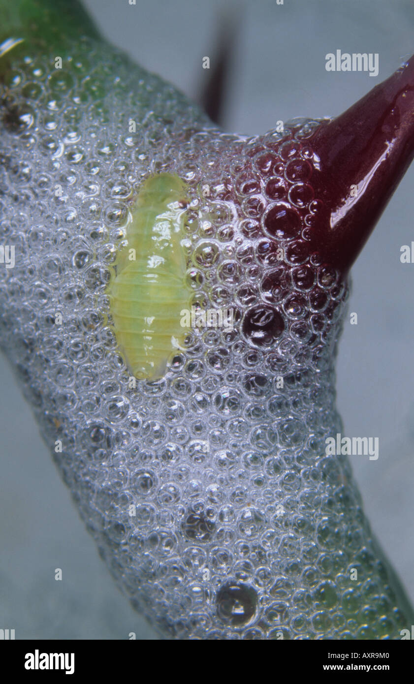 Common froghopper Philaenus spumarius nymph with cuckoo spit on rose ...