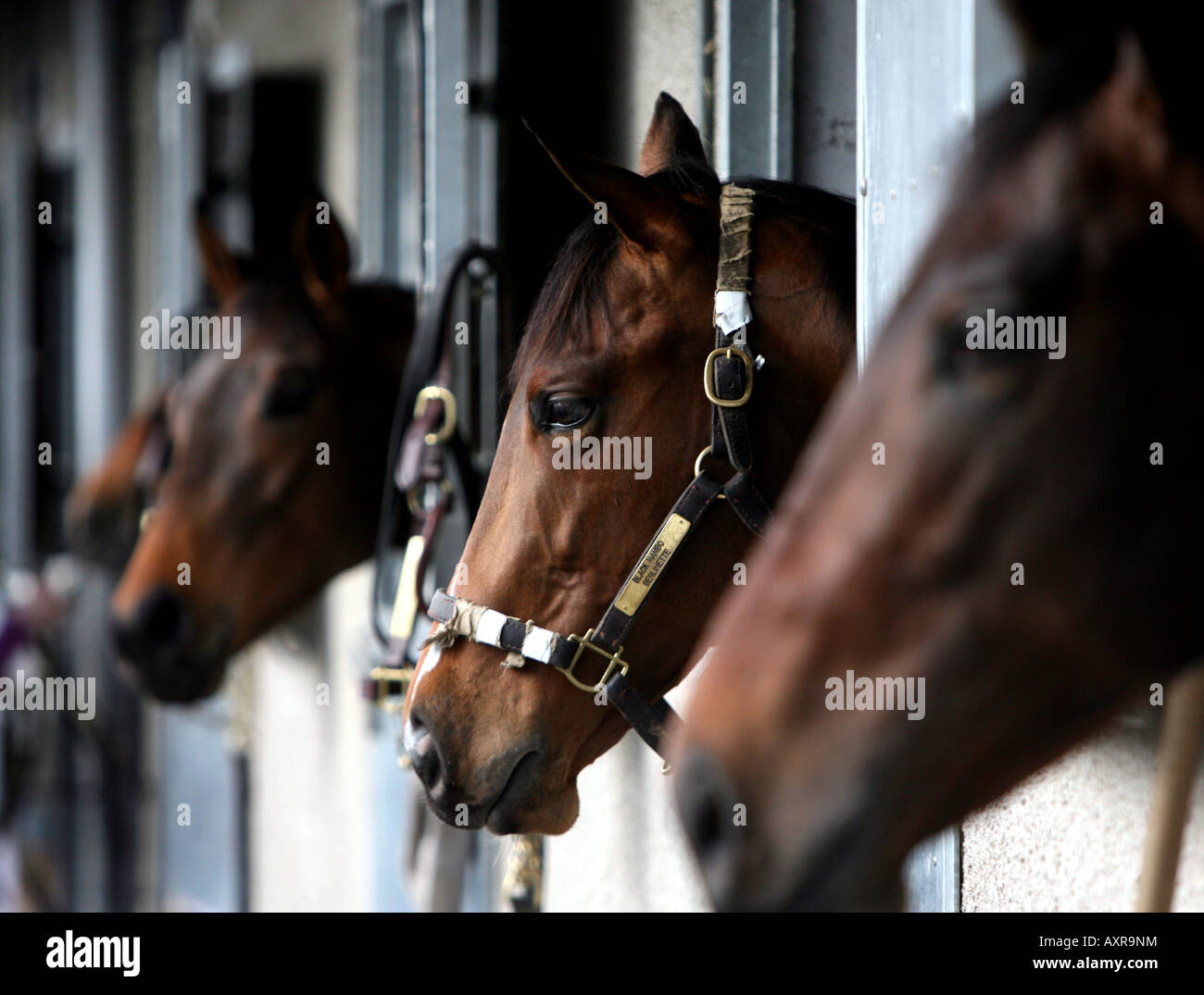Racehorse stables hi-res stock photography and images - Alamy