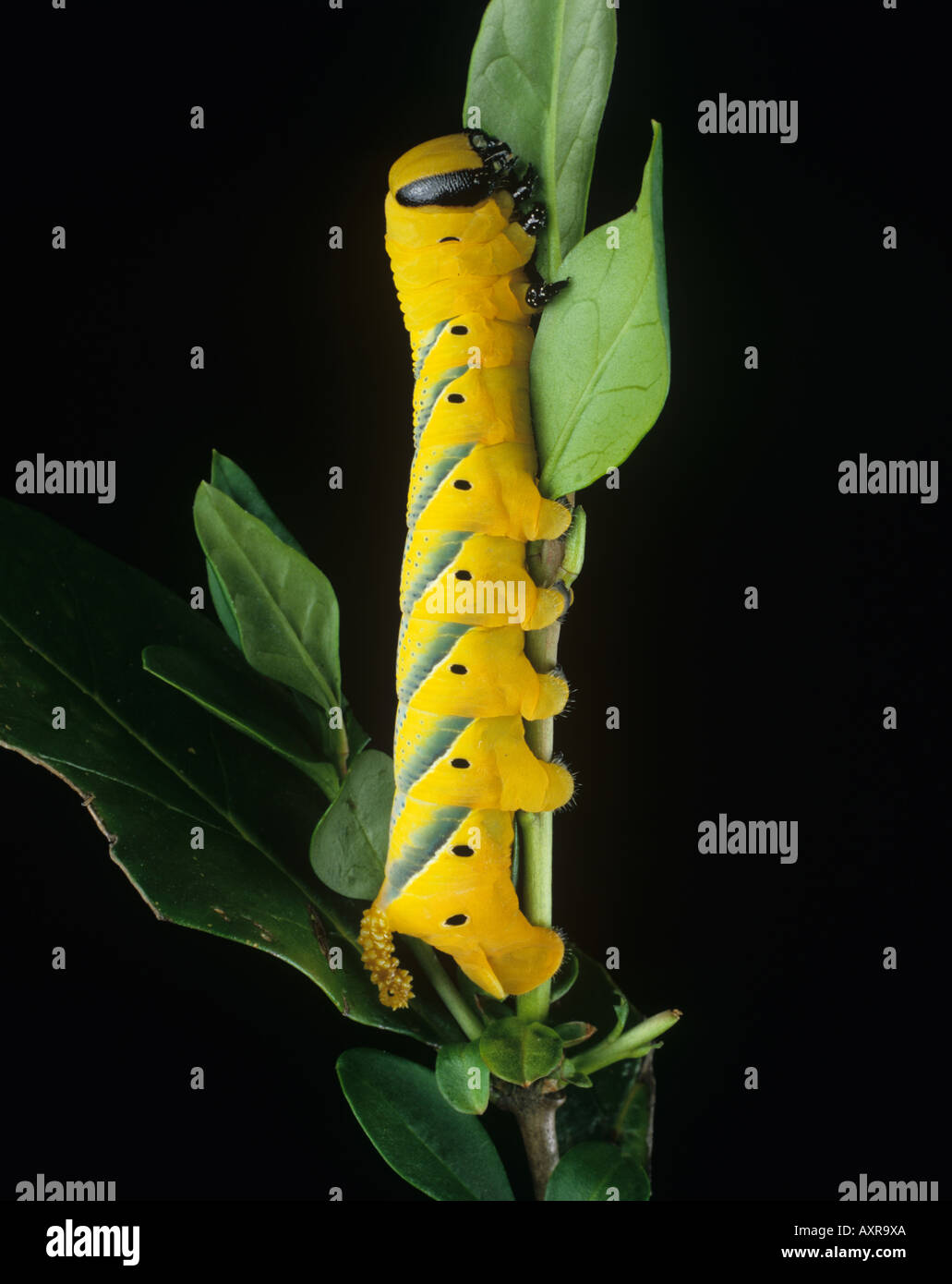 Spiracles close hi-res stock photography and images - Alamy