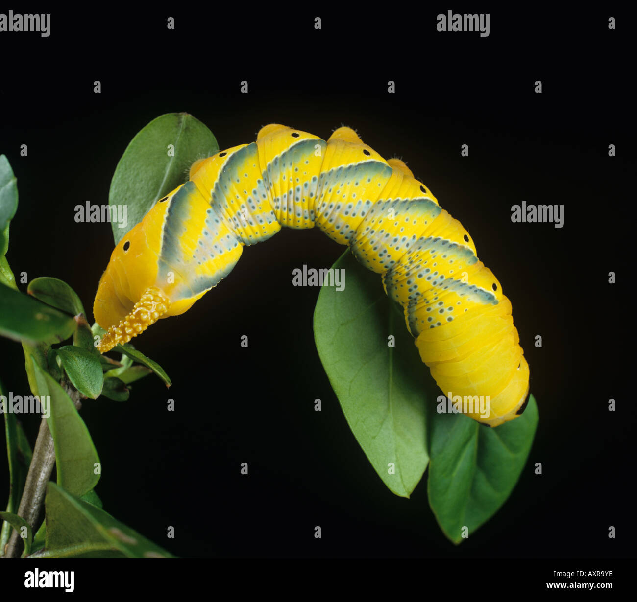 Spiracles caterpillar hi-res stock photography and images - Alamy