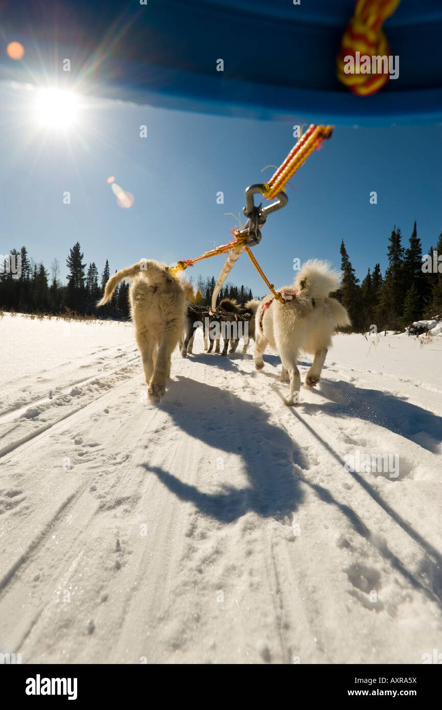 LOW ANGLE OF SLED DOGS PULLING DOGSLED BOUNDARY WATERS CANOE AREA ...
