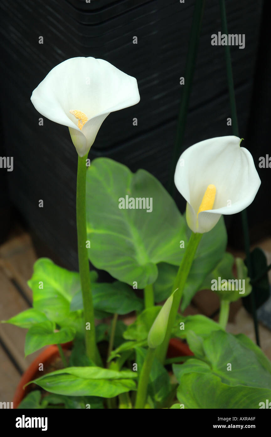 White calla lillies hi-res stock photography and images - Alamy