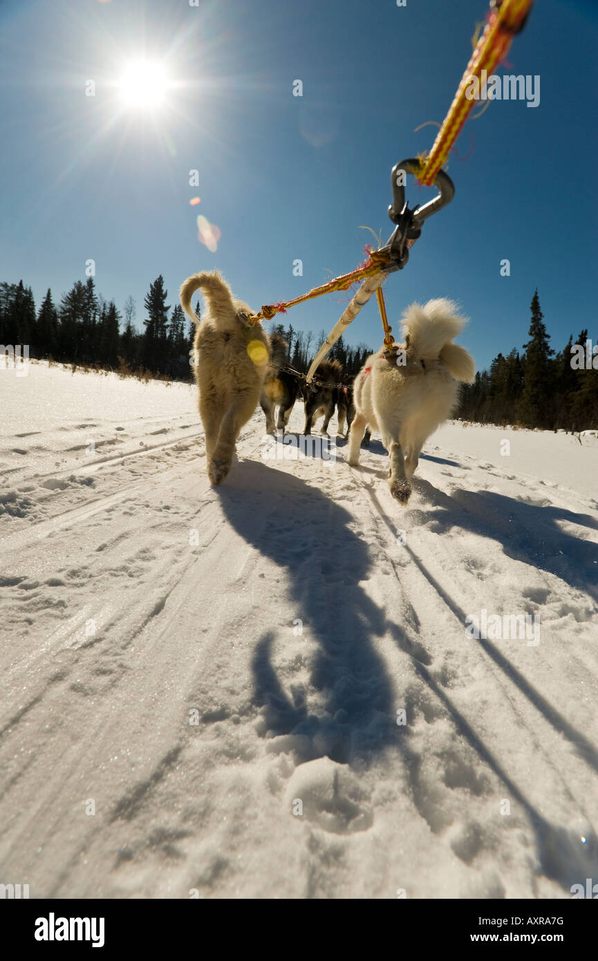 LOW ANGLE OF SLED DOGS PULLING DOGSLED BOUNDARY WATERS CANOE AREA ...