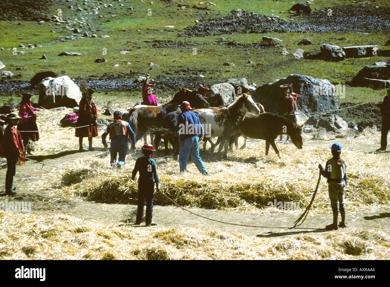 Traditional Threshing Method High Resolution Stock Photography and ...
