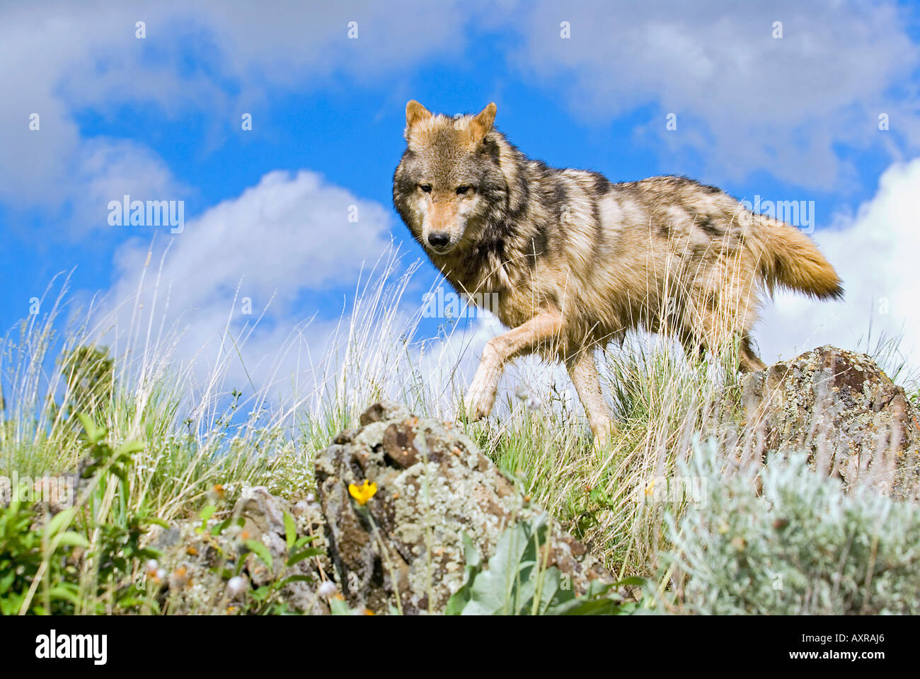 Wolf on ridge Stock Photo - Alamy