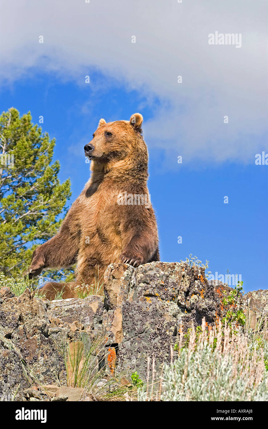 Grizzly bear sitting up hi-res stock photography and images - Alamy