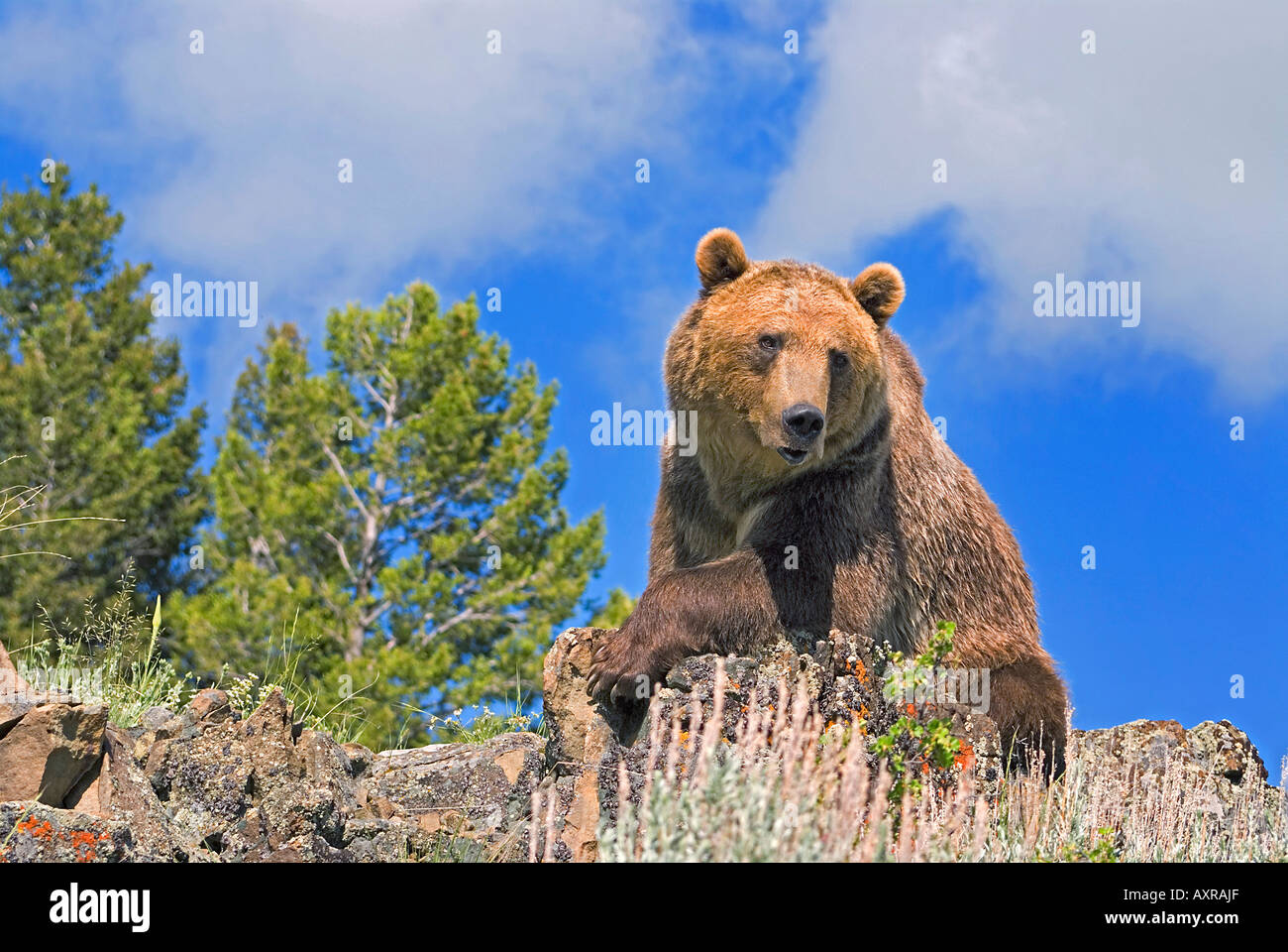 Grizzly bear lying on ridge Stock Photo - Alamy
