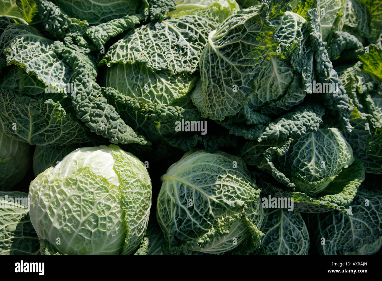 Savoy Cabbage, Farmer's Market, Dupont Circle, Washington DC, USA Stock ...