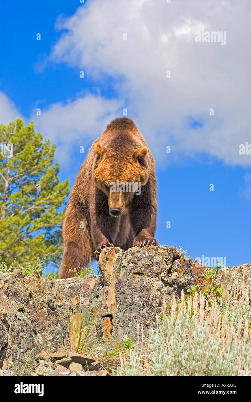 Grizzly bear standing on ridge Stock Photo - Alamy