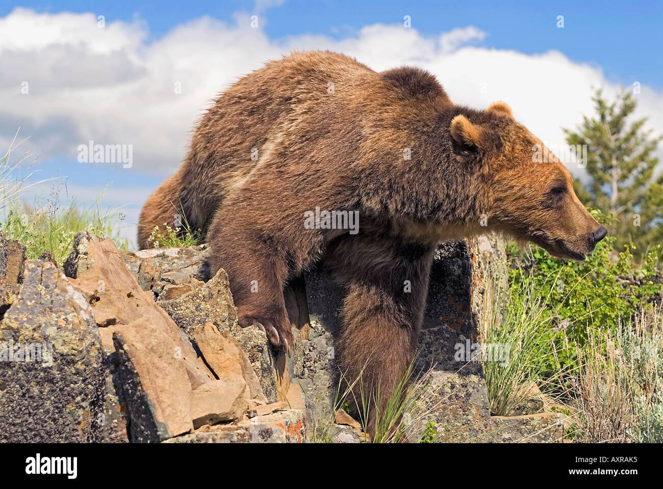 Grizzly ridge hi-res stock photography and images - Alamy