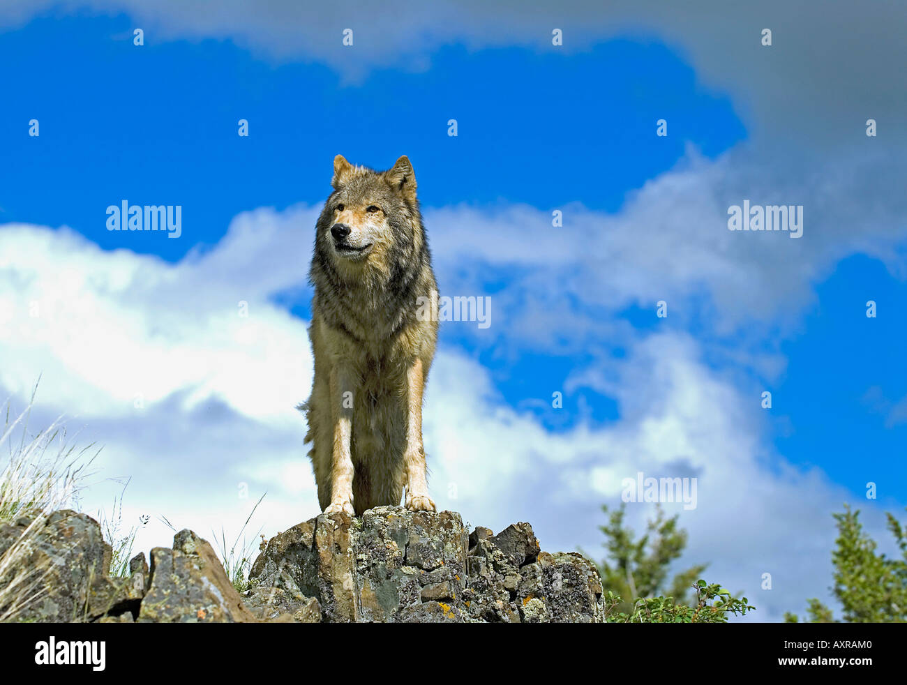 Wolf on ridge Stock Photo - Alamy