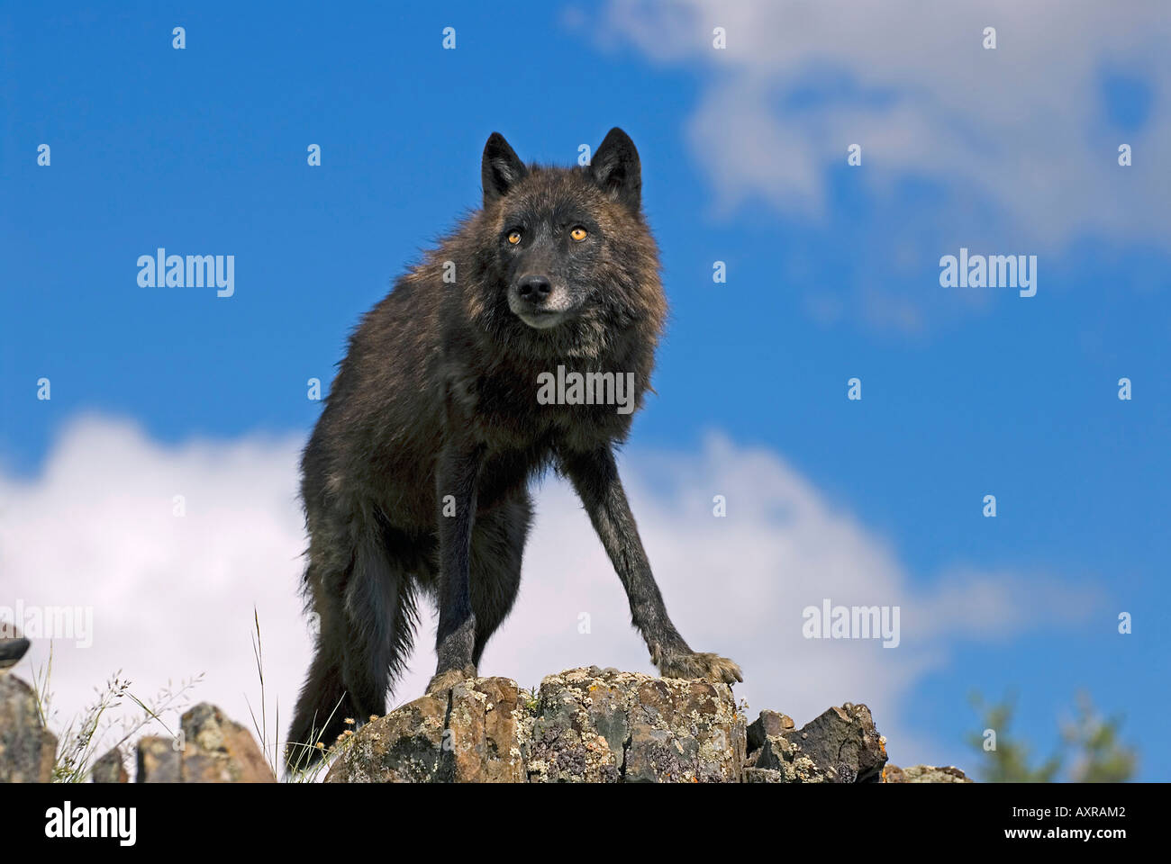 Black wolf hi-res stock photography and images - Alamy