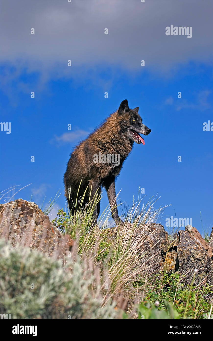 Black wolf on ridge Stock Photo - Alamy