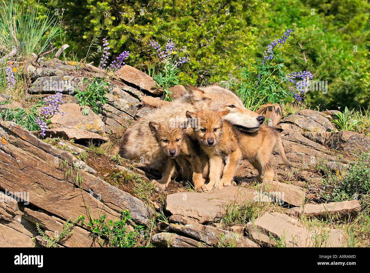 Wolf cubs and mother at den site Stock Photo - Alamy