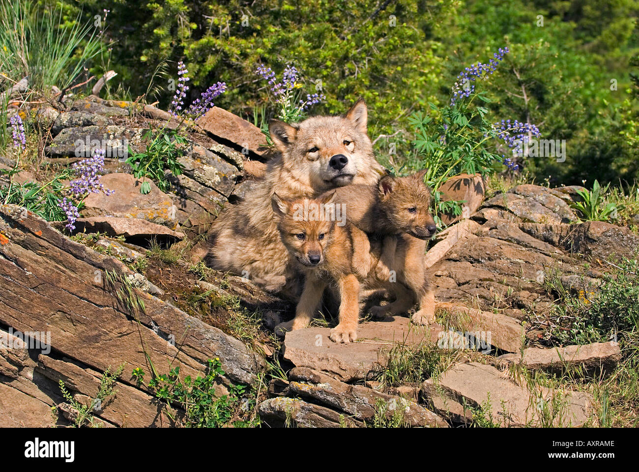 Wolf mother with cubs hi-res stock photography and images - Alamy