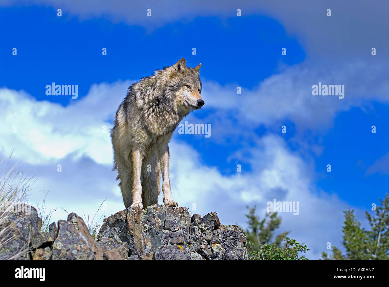 Wolf on ridge Stock Photo - Alamy
