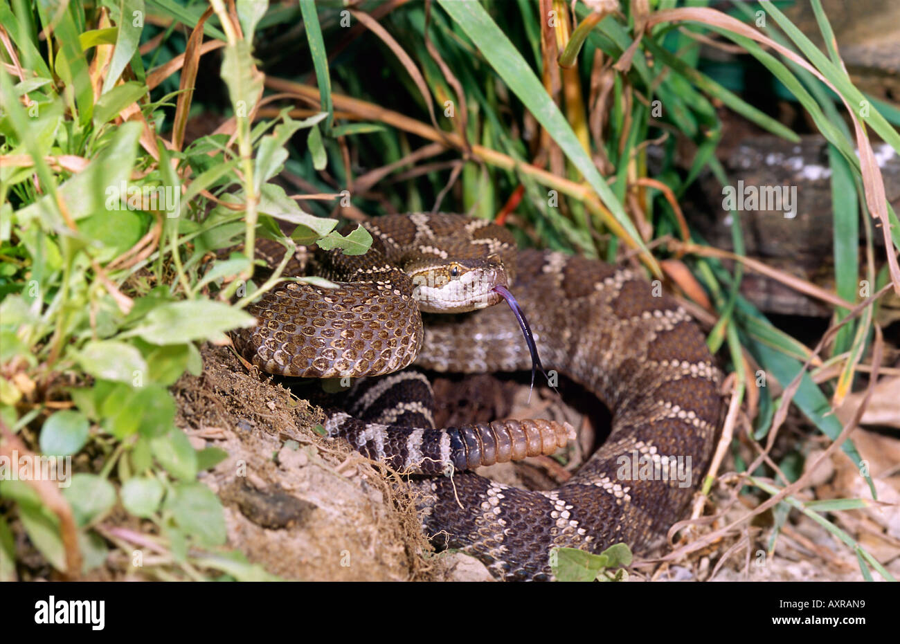 Eastern Diamondback Rattlesnake Stock Photos & Eastern Diamondback ...