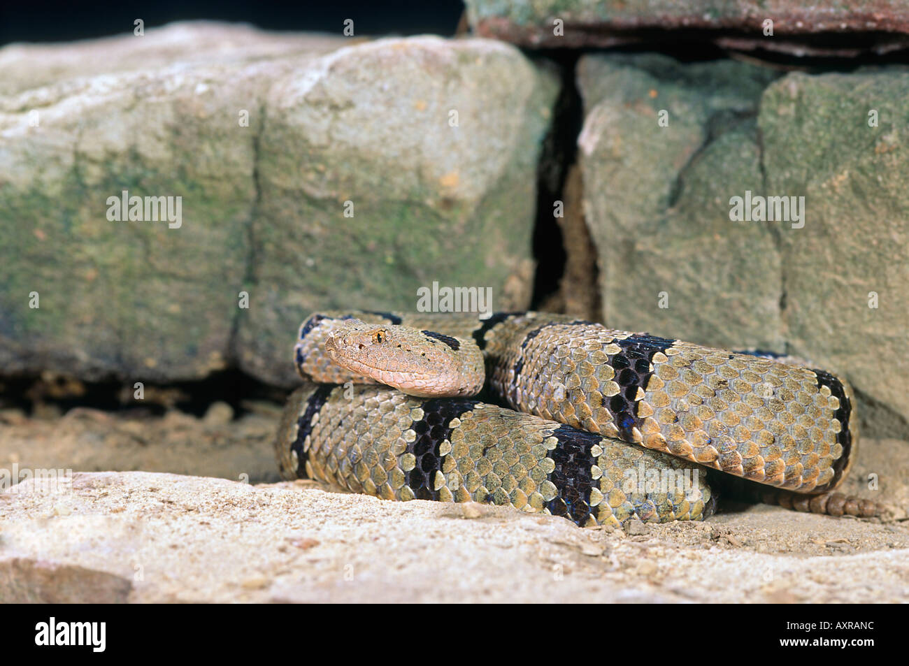 Banded rock rattlesnake coiled Stock Photo - Alamy