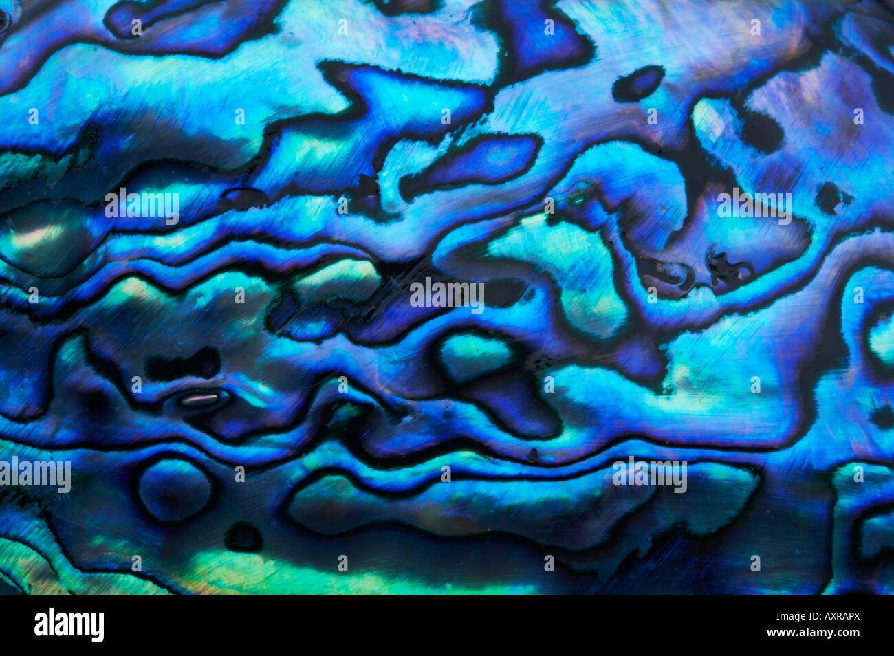 Paua abalone hi-res stock photography and images - Alamy