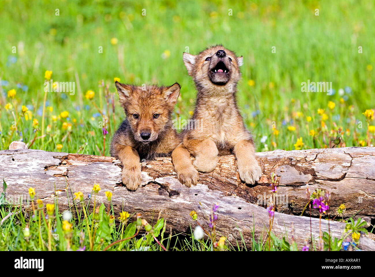 Wolf cubs howling hi-res stock photography and images - Alamy