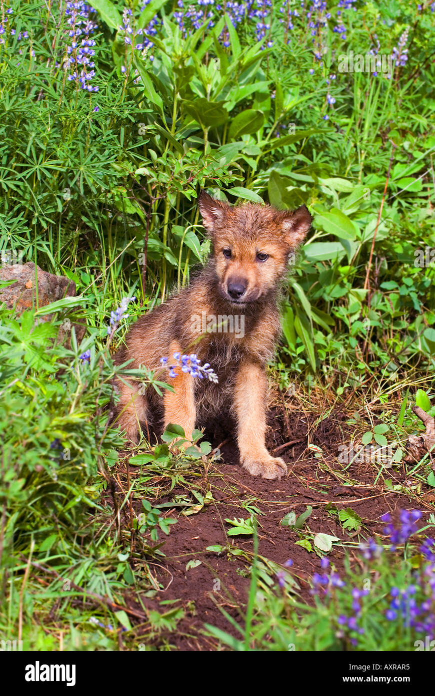 Wolves Wolf Cub Wallpaper