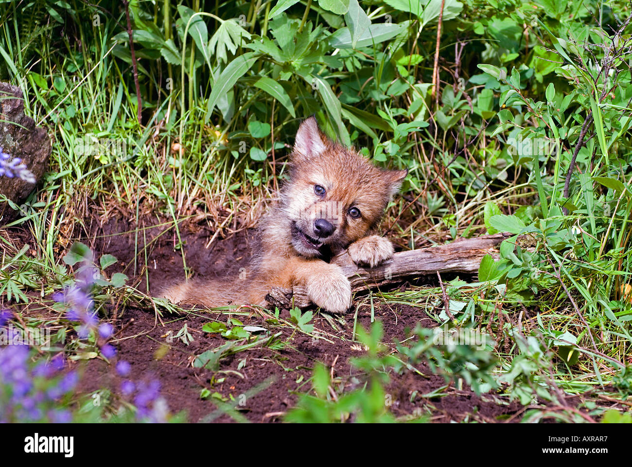 Wolf in a den hi-res stock photography and images - Alamy