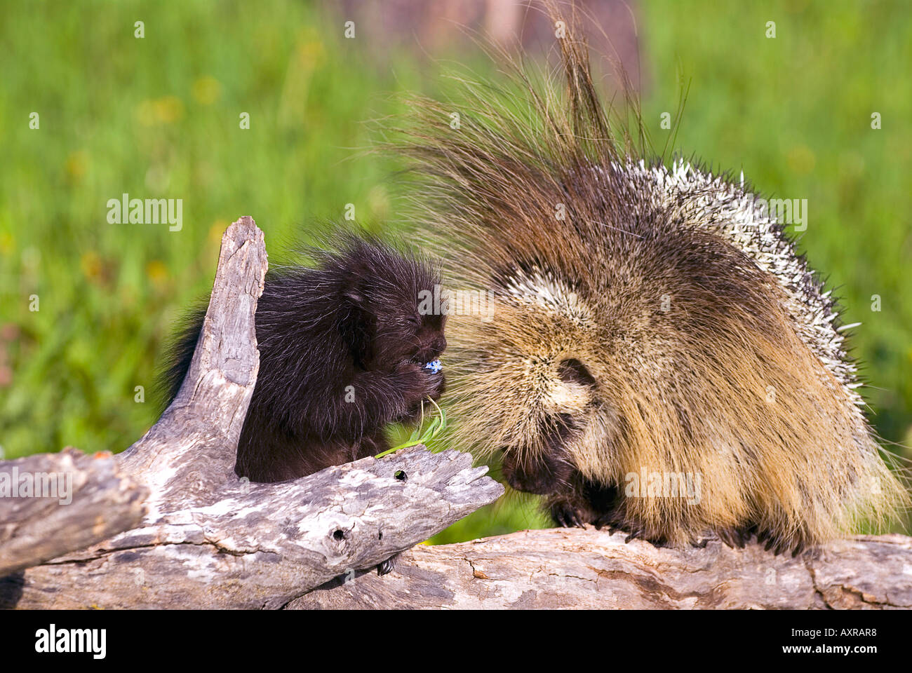 Porcupine baby and mother Stock Photo - Alamy