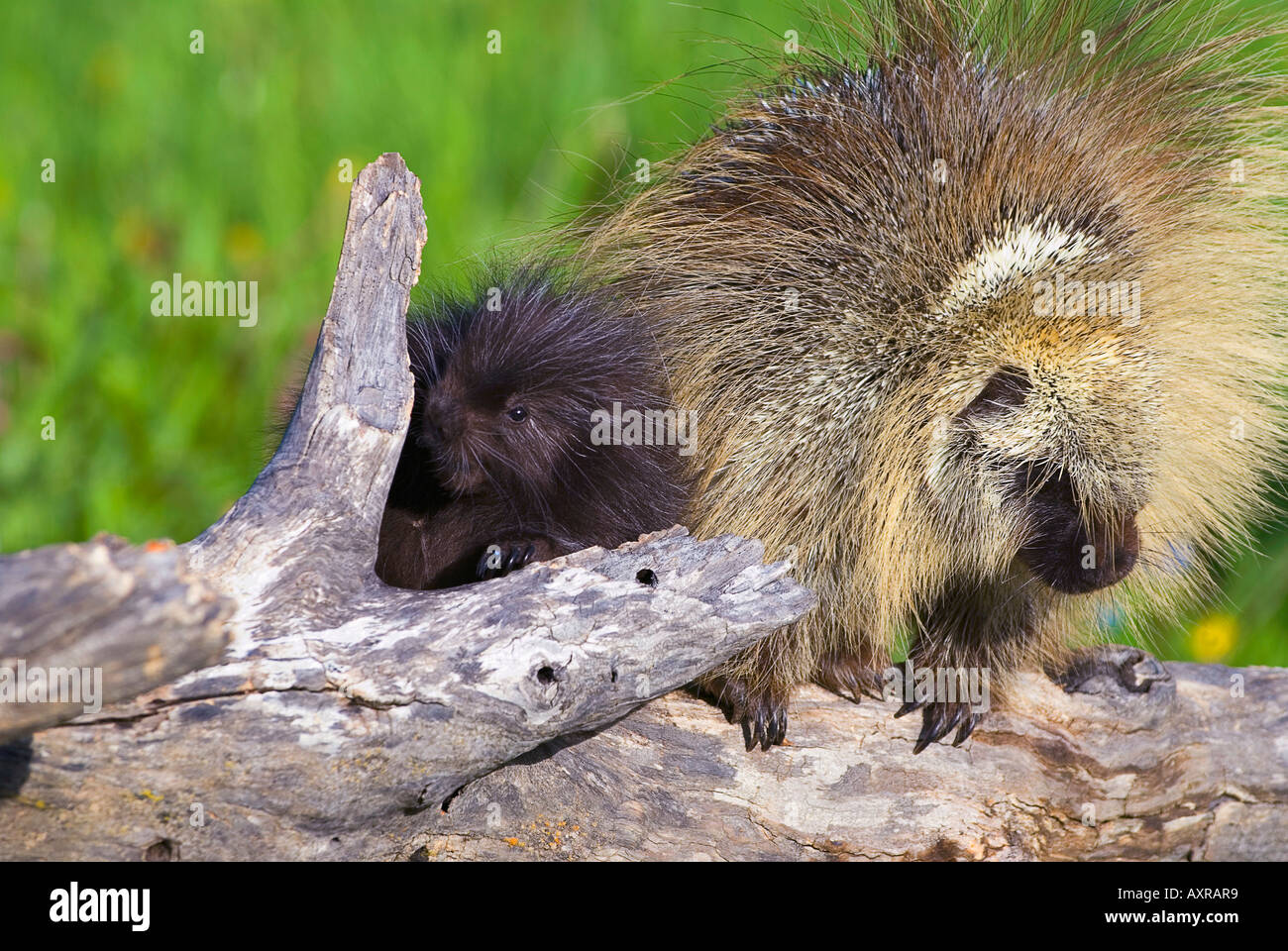Porcupine family hi-res stock photography and images - Alamy