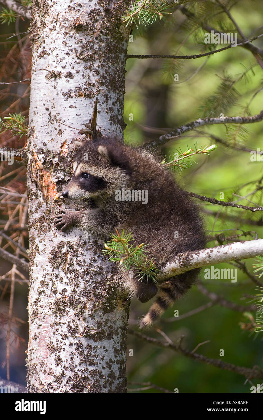 Baby raccoon in tree Stock Photo - Alamy